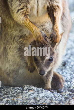 A Mareeba Rock-wallaby (Petrogale mareeba) with a joey in her pouch ...