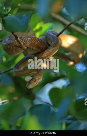 Central American Tree Boa or Common Tree Boa, Corallus ruschenbergerii ...