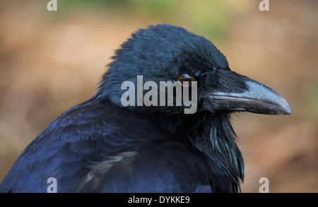 Australian Raven, Corvus coronoides ,Australia Stock Photo - Alamy