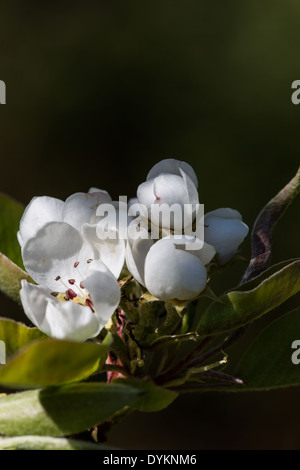Pyrus cordata Plymouth Pear Stock Photo - Alamy