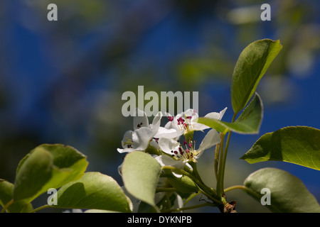 Plymouth pear flower (Pyrus, cordata) in spring sunshine Stock Photo ...