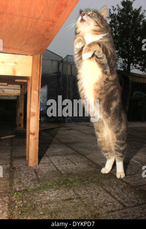 Tabby cat jumping onto garden table Stock Photo - Alamy