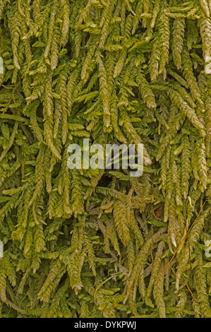 Waved Silk-moss (Plagiothecium undulatum), Plantae, Alberni-Clayoquot ...
