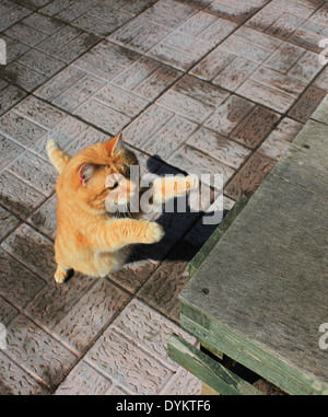Ginger cat jumping onto garden table Stock Photo - Alamy