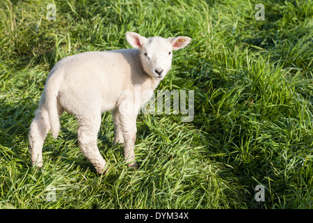 An lamb looking around and stay still Stock Photo - Alamy