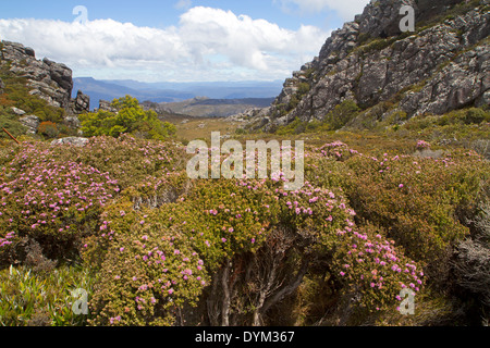 Summit plateau on Mt Roland Stock Photo - Alamy