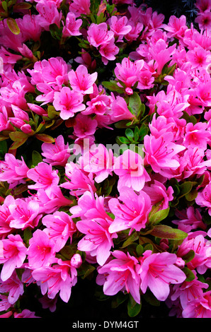 Pink flowers of the evergreen Japanese azalea, Rhododendron 'Aghadir ...
