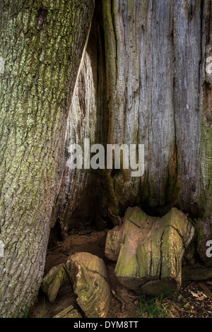 Tree trunks forming an entrance doorway Stock Photo - Alamy