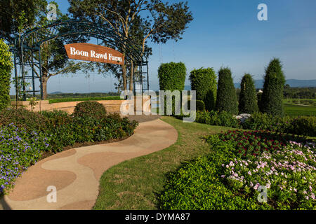 Boon Rawd Farm, Singha Park, tea plantations with a lake, tea gardens ...