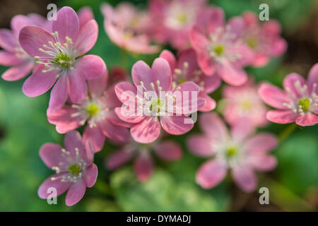 Pink Hepatica or Liverwort (Hepatica), cultivar, close-up Stock Photo ...