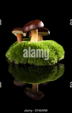 Boletus mushrooms on green moss. Selective focus Stock Photo - Alamy