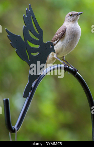 Northern Mockingbird Mimus polyglottos in southwestern Florida Stock ...