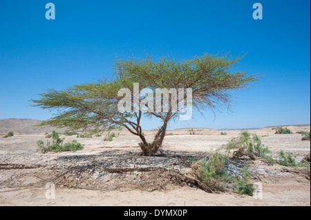 Sahara acacia tree acacia raddiana in an arid desert landscape Stock ...