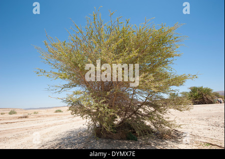 Sahara acacia tree acacia raddiana in an arid desert landscape Stock ...