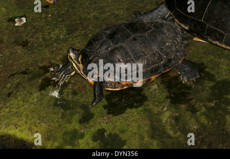 Cumberland slider (Trachemys scripta troosti) a semi-aquatic turtle ...