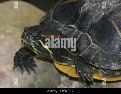Cumberland slider (Trachemys scripta troosti) a semi-aquatic turtle ...