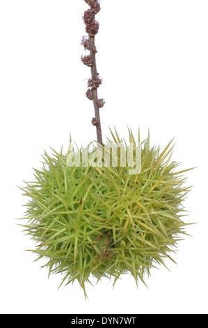 Chestnut Husks Isolated, Edible Sweet Chestnuts Shells, Bio Garbage for ...