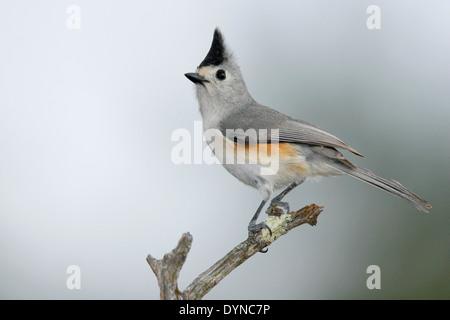 Black-crested titmouse, Baeolophus atricristatus, perched on shrub in ...