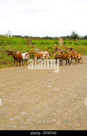 Goats in the Iwahig Prison and Penal Farm in Puerto Princesa, Palawan ...