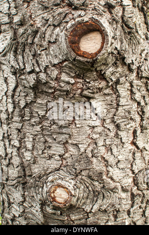 Old weathered cedar tree bark closeup as background Stock Photo - Alamy