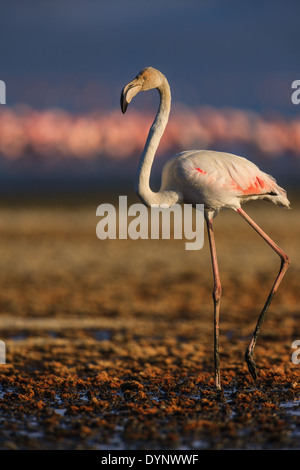 A Greater Flamingo at the Lake Nakuru National Park, Kenya Stock Photo ...