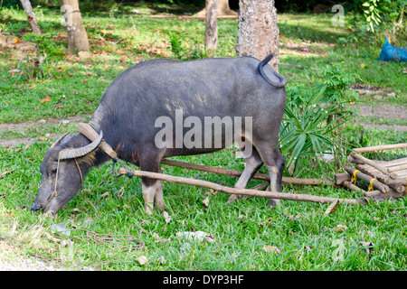 Chicken in Puerto Princesa, Palawan, Philippines Stock Photo - Alamy