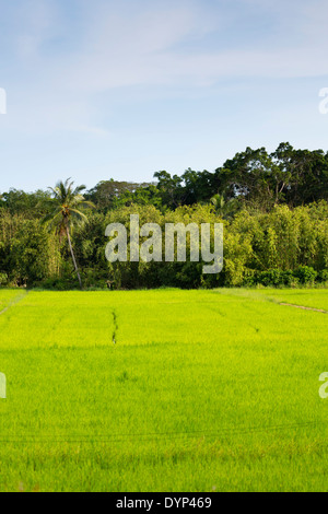Rice Field in Puerto Princesa, Palawan, Philippines Stock Photo - Alamy