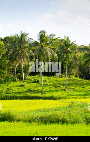 Rice Field in Puerto Princesa, Palawan, Philippines Stock Photo - Alamy