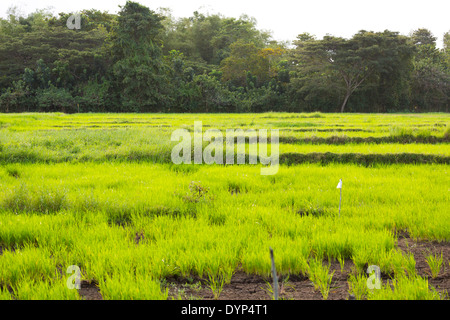 Rice Field in Puerto Princesa, Palawan, Philippines Stock Photo - Alamy