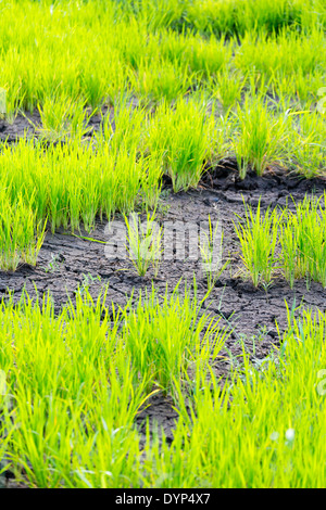 Rice Field in Puerto Princesa, Palawan, Philippines Stock Photo - Alamy