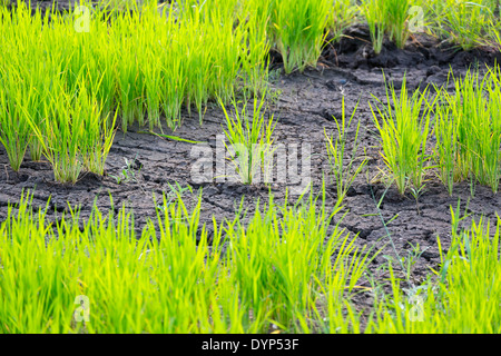 Rice field, Puerto Princesa, Palawan, Philippines, Asia Stock Photo - Alamy