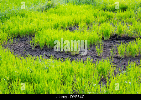Rice field, Puerto Princesa, Palawan, Philippines, Asia Stock Photo - Alamy