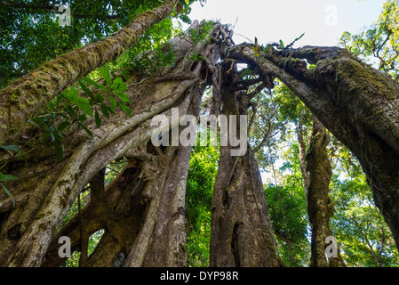 A strangler fig in tropical rainforest, Bacuit Archipelago, Palawan ...