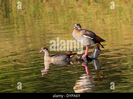 Geese - Duo Stock Photo - Alamy