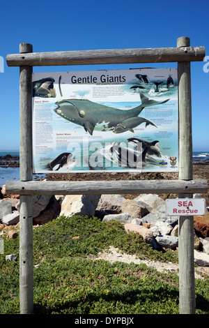 Information board at Kleinbaai harbour in Gansbaai on African Penguins ...