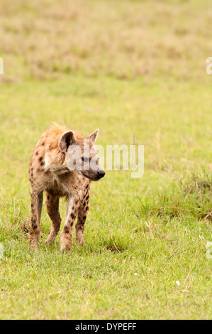 Spotted Hyena, crocuta crocuta, Portrait of Adult, Masai Mara Park in ...
