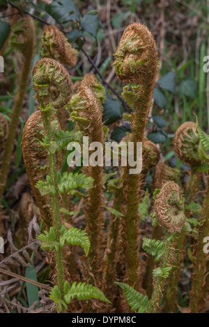 Bracken / Pteridum aquilinum crozier - detail of early 'fiddlehead ...