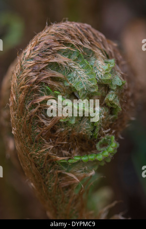 Bracken / Pteridum aquilinum crozier - detail of early 'fiddlehead ...
