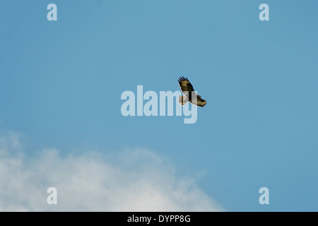 SIngle buzzard gliding with outstretched wings, almost silhouetted ...