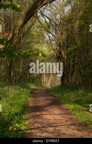 Woodland path in Shrawley Woods Stock Photo - Alamy