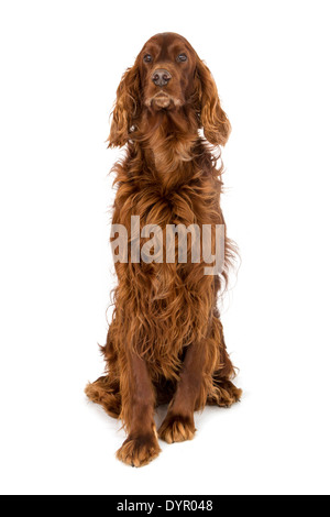 Adult Irish Setter dog posing in studio Stock Photo - Alamy