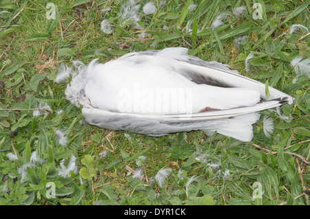 Dead sea gull laying on the ground Stock Photo - Alamy