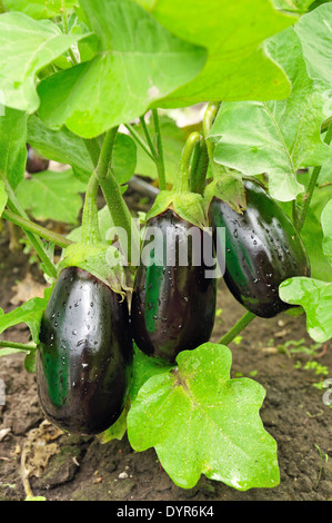 ripe purple eggplants growing on the bush Stock Photo - Alamy