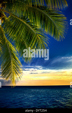 coconut leaves by the beach Stock Photo - Alamy