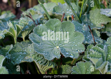Morning Dew on Plants Stock Photo - Alamy