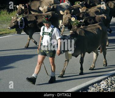 Bavarian mountain farmers return their cattle from summer pastures on a ...