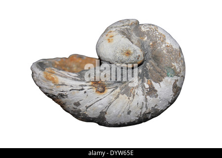 Devils Toenail Fossil - Gryphaea - UK Stock Photo - Alamy
