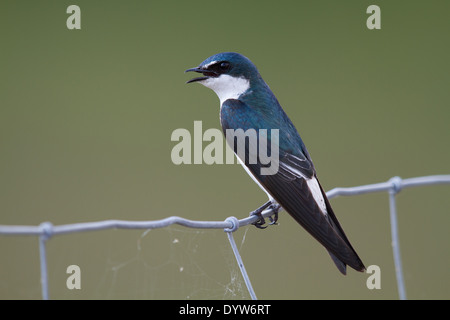 Mangrove Swallow (Tachycineta albilinea) Aves Stock Photo - Alamy