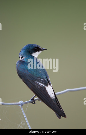 Mangrove Swallow (Tachycineta albilinea Stock Photo - Alamy