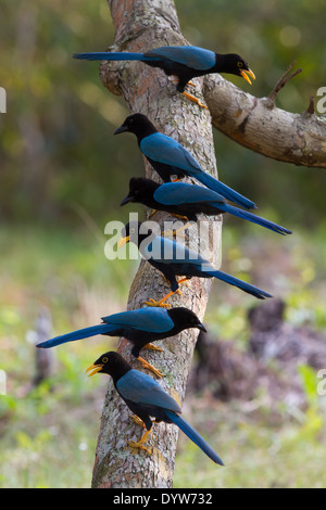 Yucatan jay (Cyanocorax yucatanicus) immature, feeding on banana fruit ...